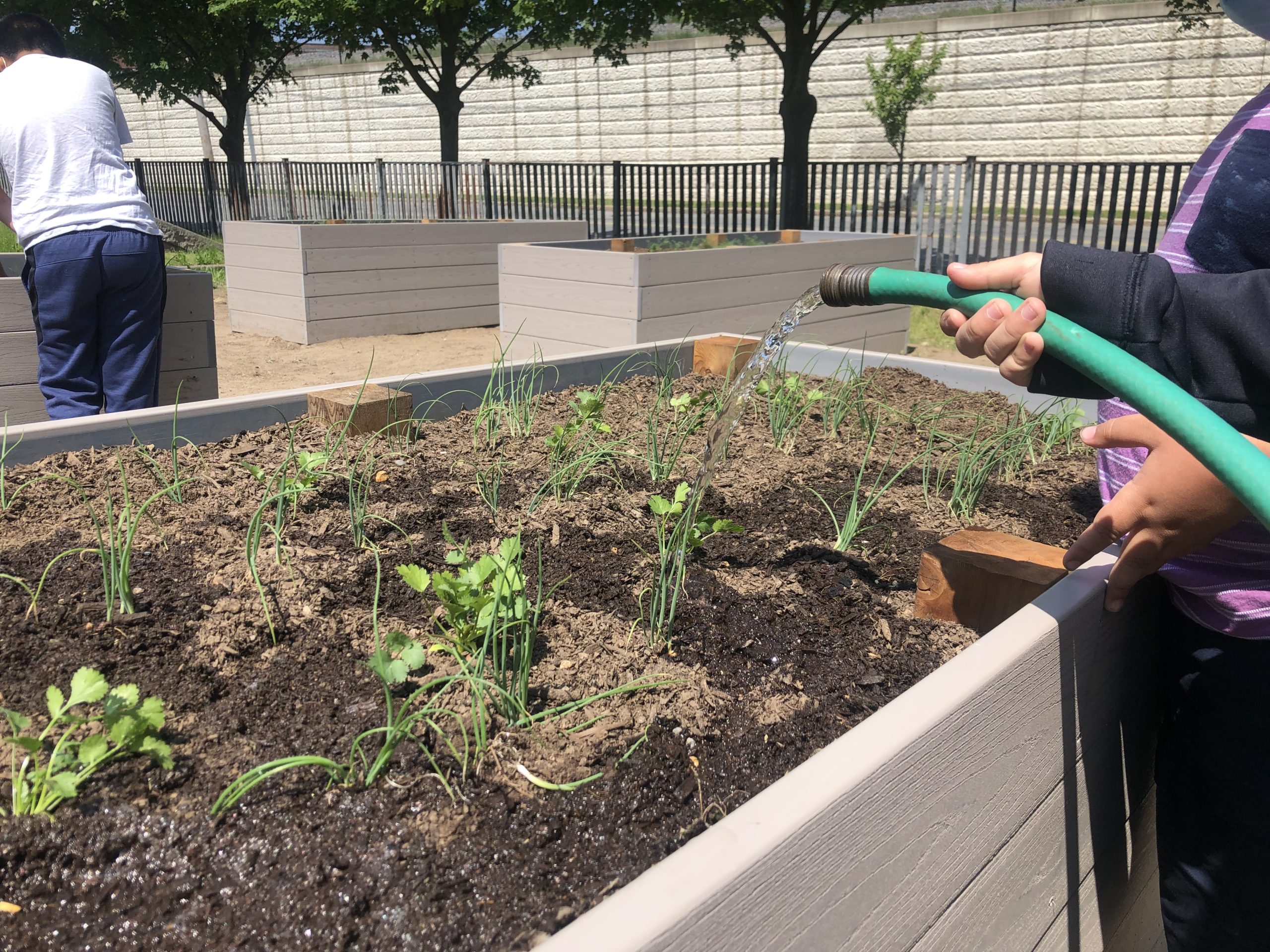 What's Growing On? June 2021 News from Grow Education - Marion Institute